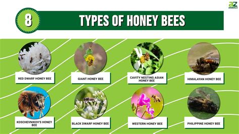 In Honor Of World Bee Day 8 Types Of Honeybees A Z Animals