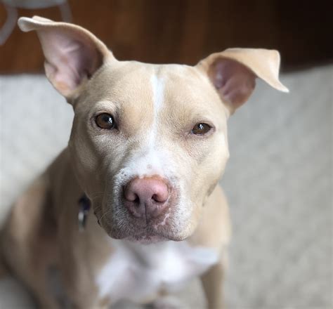 Fawn Red Nose Pitbull