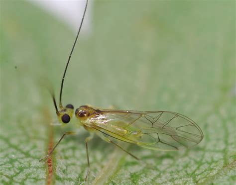 National Barkfly Outdoor Psocoptera Recording Scheme