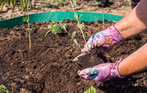 Как вырастить рассаду душистого горошка