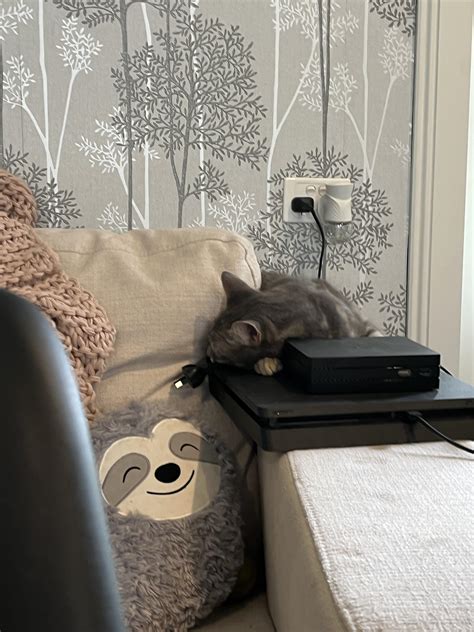 I Was Just Playing Cod And My Cat Came And Slept On My Ps4 R Wholesome