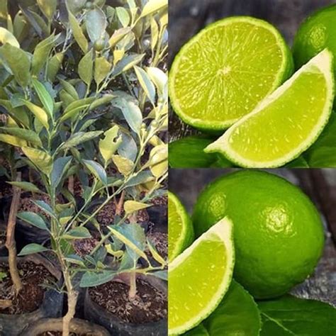 Jual Bibit Jeruk Nipis Jumbo Jeruk Pecel Super Hasil Okulasi Shopee Indonesia