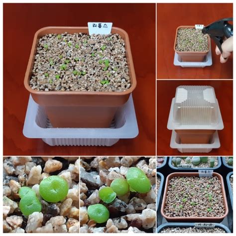 초보자도 하기 쉬운 리톱스 파종관리리톱스 키우기 네이버 블로그