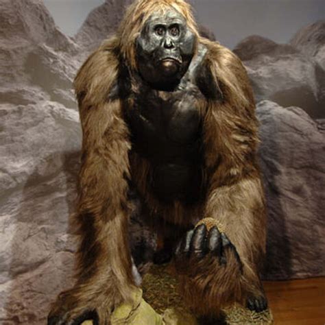 Gigantopithecus Blacki Skeleton