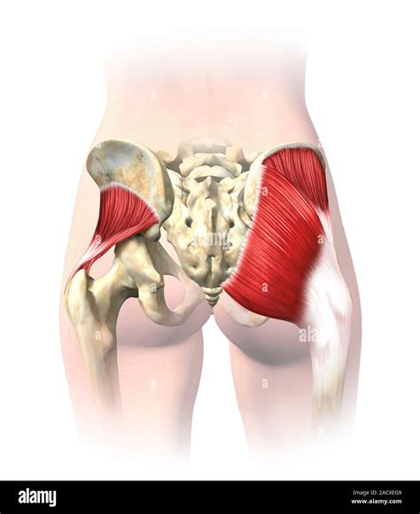 Buttock Muscles Artwork Of The Three Main Muscles Of The Gluteal