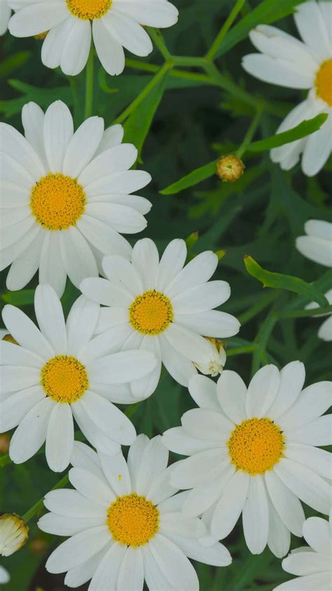 Download White Spring Daisy Iphone Wallpaper