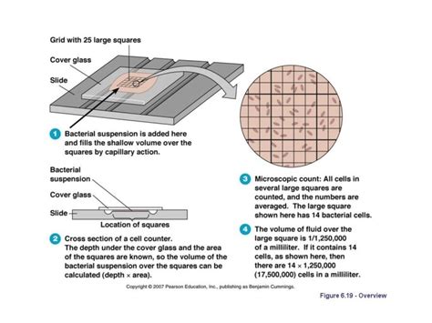 Bacterial Count Bacterial Count Total Bacterial Count Viable