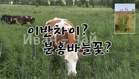 이반차이 Иван чай 분홍바늘꽃 차tea