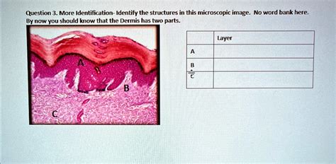 Question 3 More Identification Identify The Structures In This Microscopic Image No Word Bank