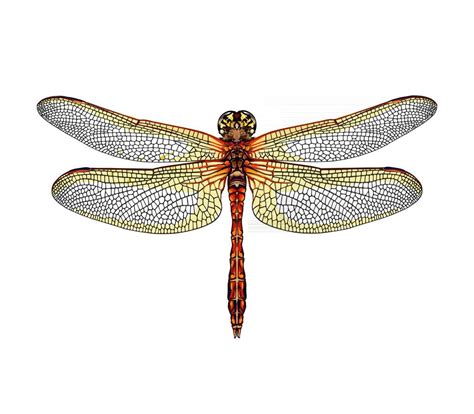 Libélula De Un Toque De Acuarela Dibujo Coloreado Realista