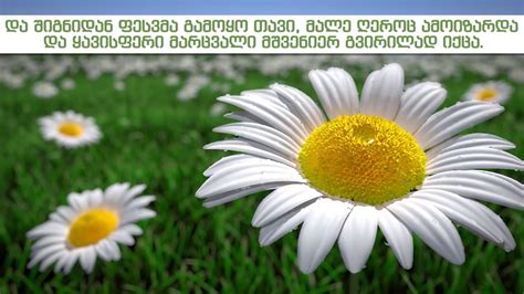 შსო თოვლის ფიფქის სიზმარი Youtube