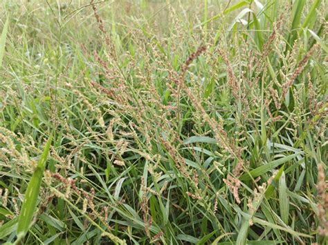 Patches Of Wild Awnless Barnyard Grass On The Bushy Land Stock Image