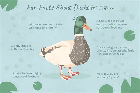 Duck Facts Types Identification Habitat Diet Adaptati