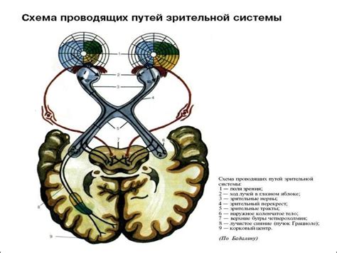 Зрительный нерв - презентация онлайн