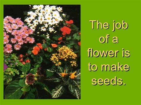 Classifying Plants