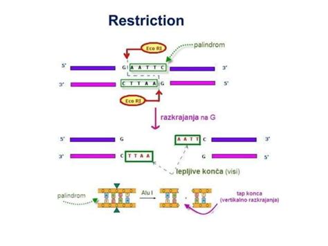 Dna And Rna Replication Overview Pptx