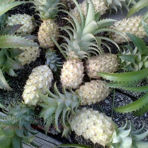 Pokok Nenas Gula Batuberkhasiat Shopee Malaysia