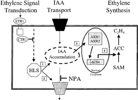 Auxin Ethylene Cross Talk In Plant Cells Ethylene Up Regulates