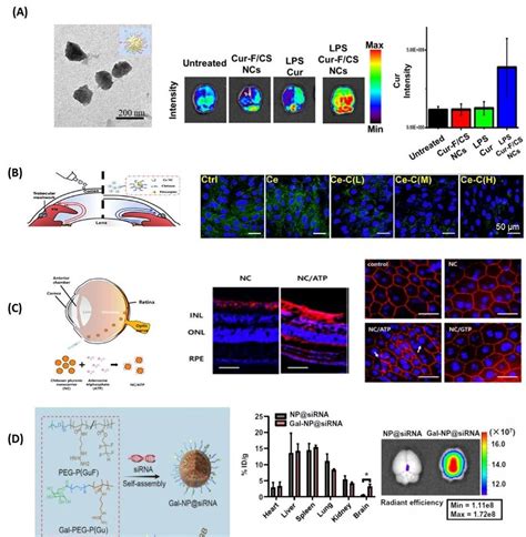 Polymeric Nanoparticles For Drug Delivery To Brain And Eye A Left Download Scientific
