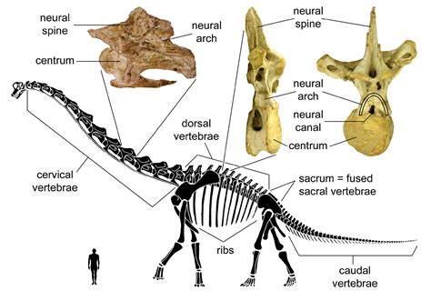 Tutorial 1 Regions Of The Vertebral Column Sauropod Vertebra Picture