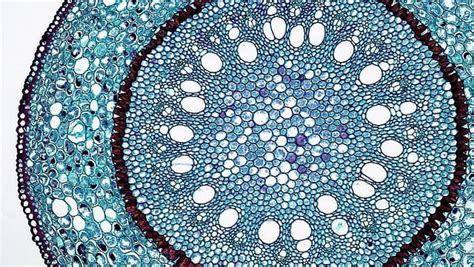 Internal Structure Of Monocot Root Bioquestonline