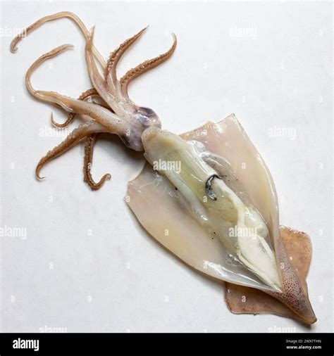 Preparing For A Dissection Of A Californian Calamari Squid In The Uk