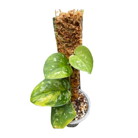 Scindapsus Sentarum Variegated