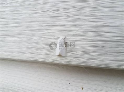 白色的家或与白飞蛾昆高清图片下载 正版图片506080662 摄图网