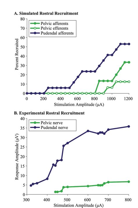 Representative Examples Of Pelvic And Pudendal Nerve Recruitment At The Download Scientific
