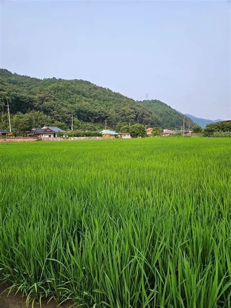 일상을향기롭게 안동여행 안동의 작은마을인 금소마을에 다녀왔어 안동포 삼베 를 짜는 마을이야 쑥에 흙내음을 더한 짙고도 짙은