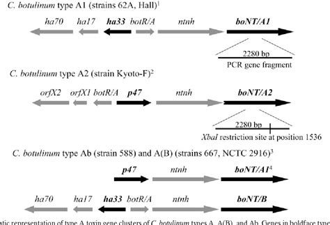 Clostridium Botulinum Toxin