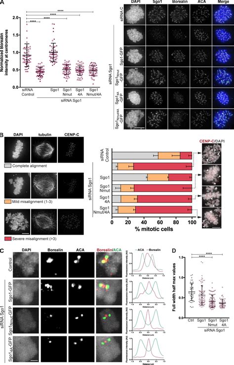 Cpc Interaction With The Sgo1 N Terminal Tail Is Essential For The Download Scientific Diagram