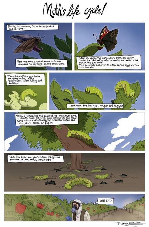 Moths Life Cycle By Lauraramirez On Deviantart