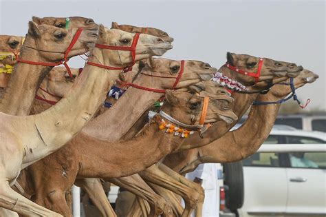 الاتحاد السعودي للهجن Scrfsa Twitter