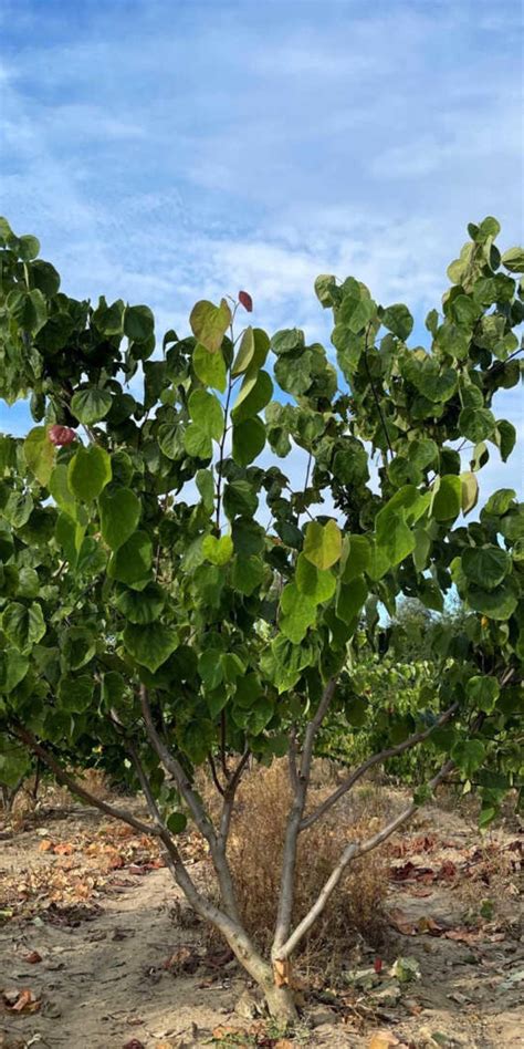 Cercis siliquastrum cépée Arbre de Judée cépée Chlori