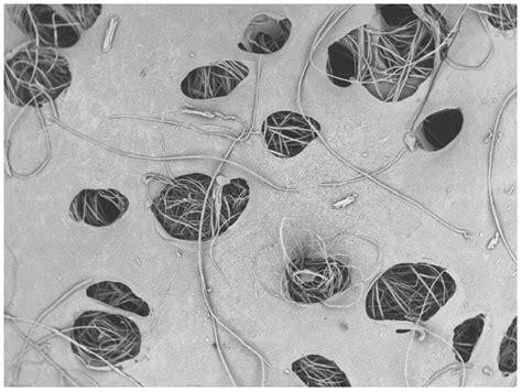 Nanometermicrometer Fiber Three Dimensional Porous Structure Support