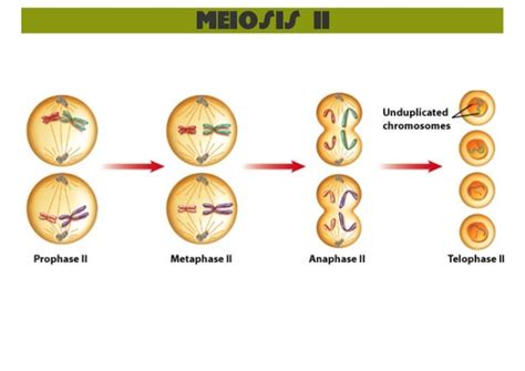 Cell Reproduction Meiosis