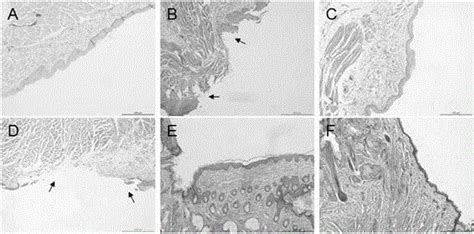 一种化疗药物致大鼠口腔溃疡模型建立方法及其应用与流程