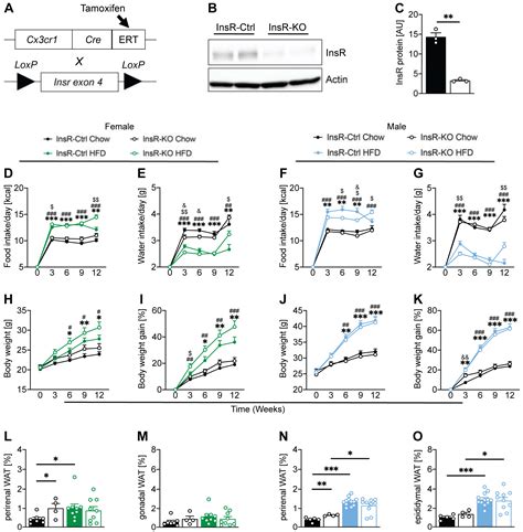 Ijms Free Full Text Loss Of Microglial Insulin Receptor Leads To