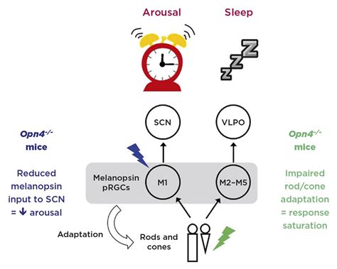 Shedding Light On Sleep And Arousal Society For Endocrinology