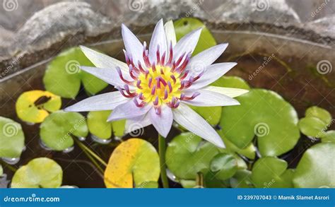 Egyptian Lotus Or Also Known As Blue Water Lily Stock Image Image Of