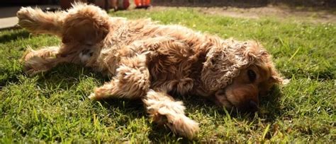 Carácter Del Cocker