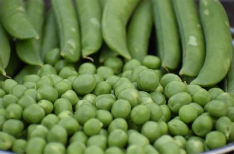 단백질 많은 음식 대두콩 효능 대두콩심는시기 식물 정보