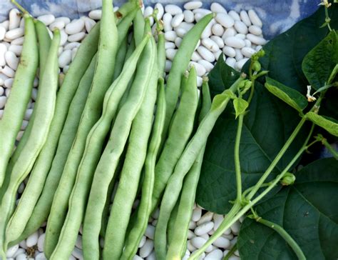 Drying Beans Seed To Storage Southern Exposure Seed Exchange