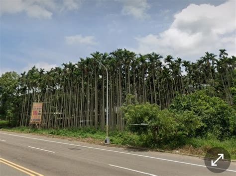 新竹縣 檳榔樹處理 已解決 Mobile01