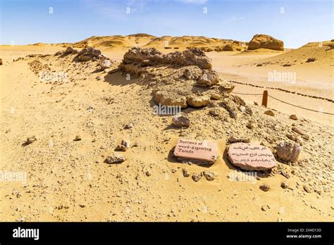 Wadi Al Hitan Faiyum Egypt Fossil Shipworm Burrows Along The