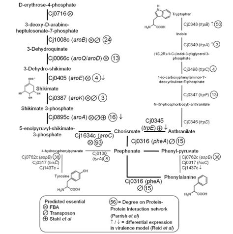 The Shikimate Pathway The Pathway Shows The Biosynthesis Of Aromatic