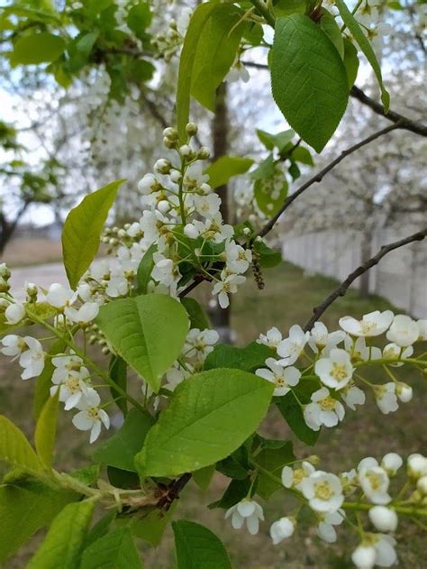 Как правильно ухаживать за садом | Garden, Plants, Fruit
