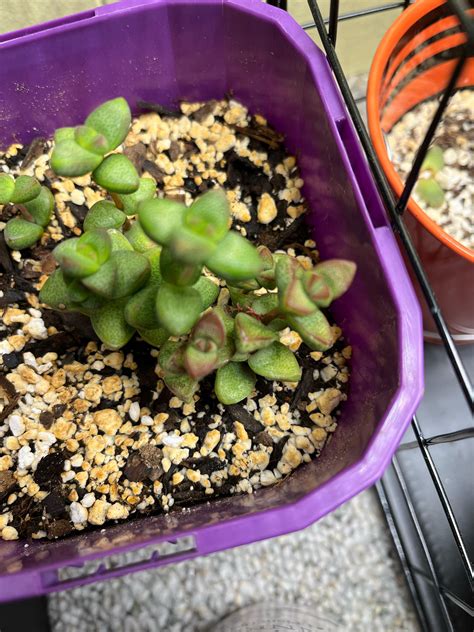 Not Sure Why My Plants Doing This Ariel Roots Growing On Top And Leaves Are Kinda Squishy R