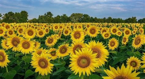 Эффективность биологических фунгицидов на подсолнечнике Одним из